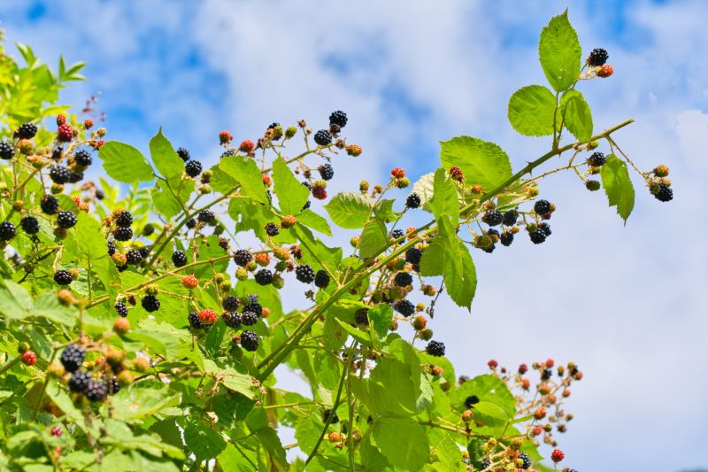 Expert Blackberry Bushes Removal for Cleaner Outdoor Spaces